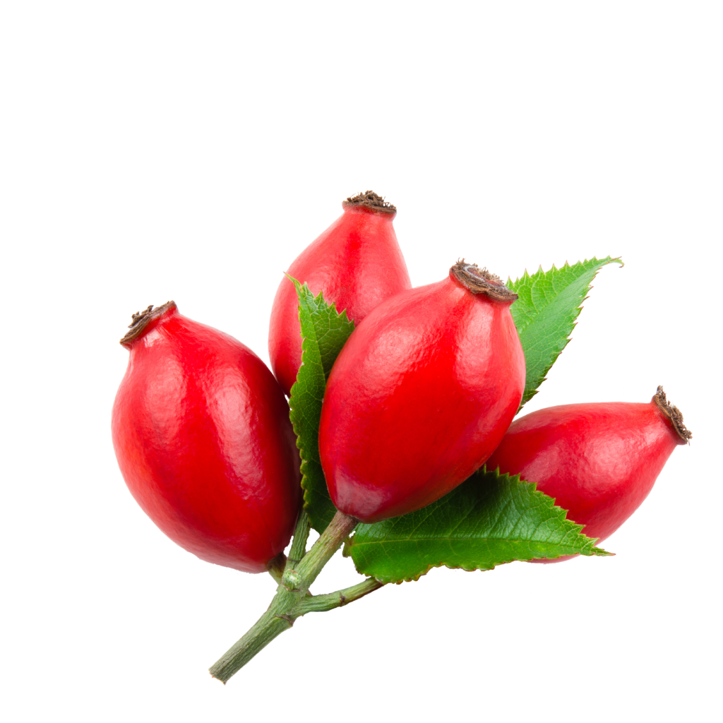 rose hips no background – Refresh Skin Therapy